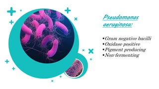 PSEUDOMONAS AEROGINOSA .pptx