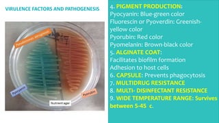 PSEUDOMONAS AEROGINOSA .pptx