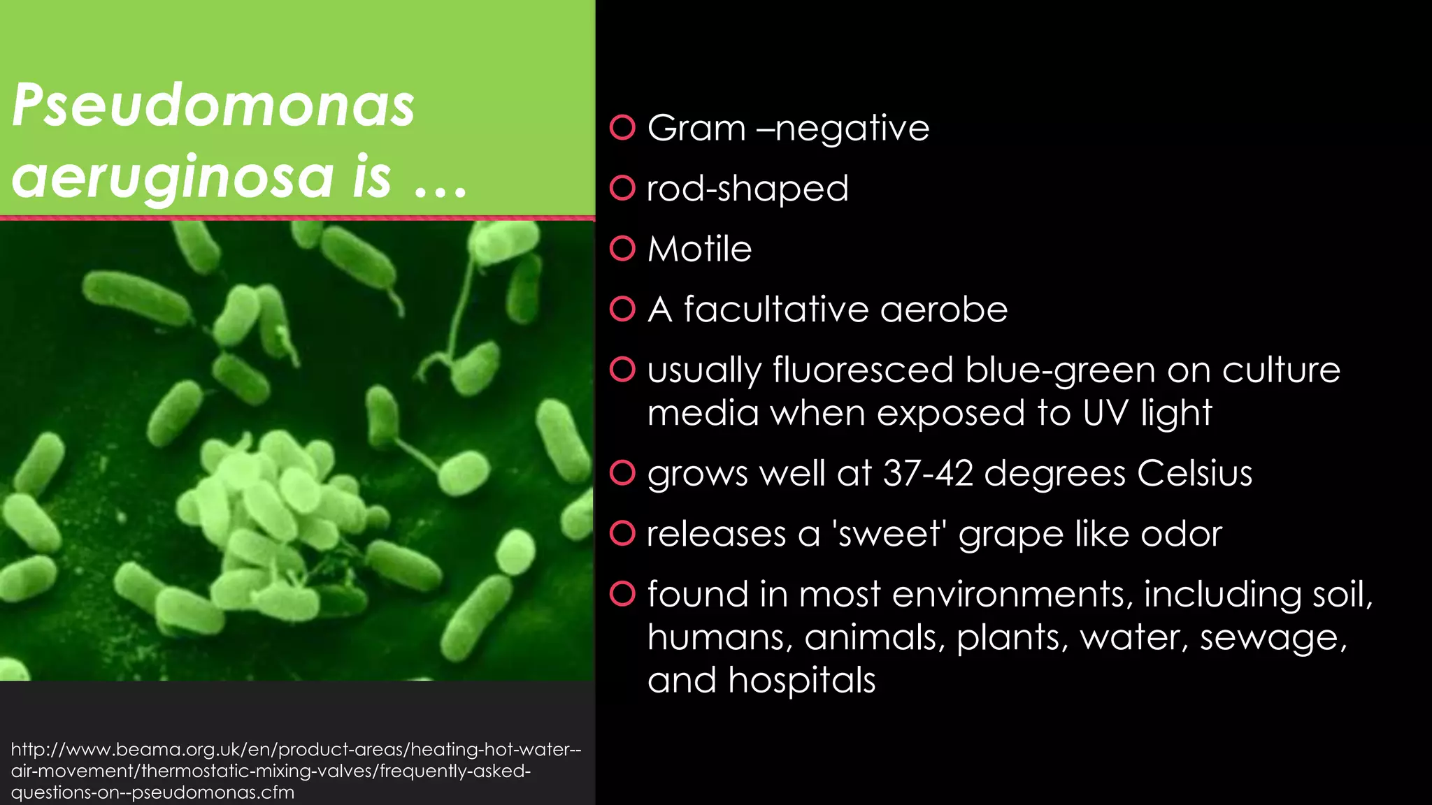 Pseudomonas aeruginosa mini-presentation | PPTX