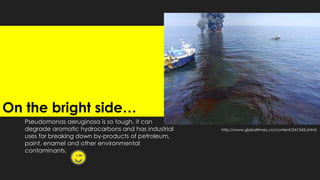 Pseudomonas aeruginosa mini-presentation | PPTX