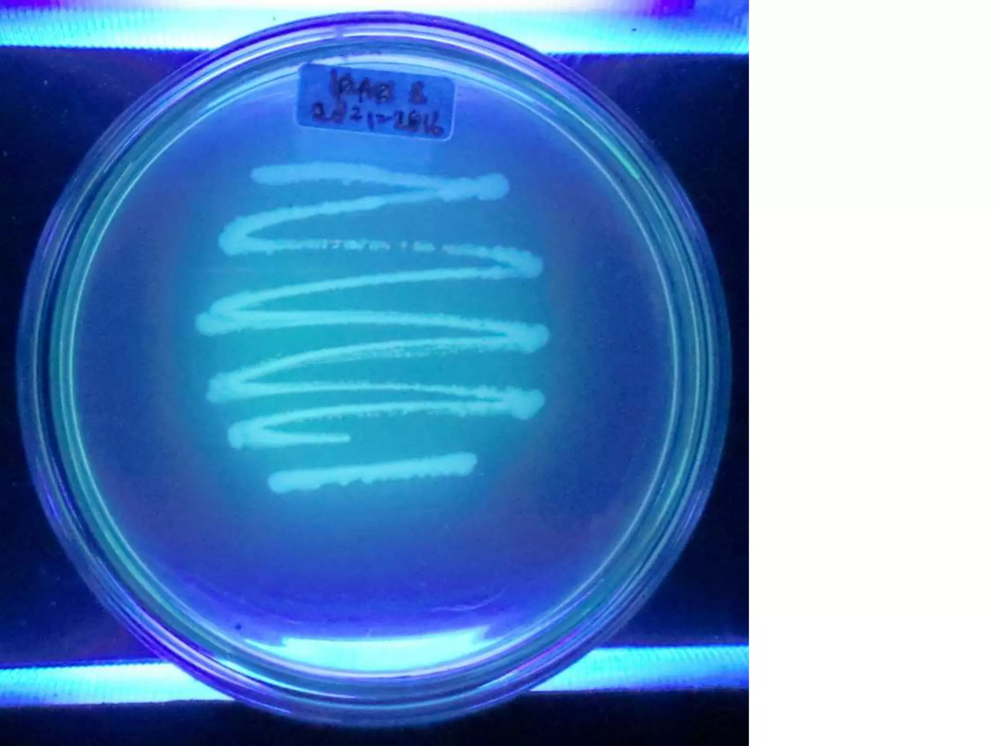 Pseudomonas aeruginosa | PPTX