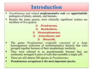 Pseudomonas Aeruginosa Morphology And Arrangement