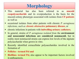 Pseudomonas Aeruginosa Morphology And Arrangement