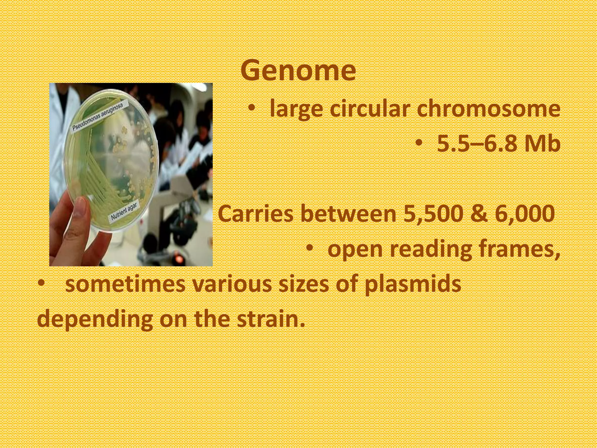 Pseudomonas aeruginosa.. | PPTX