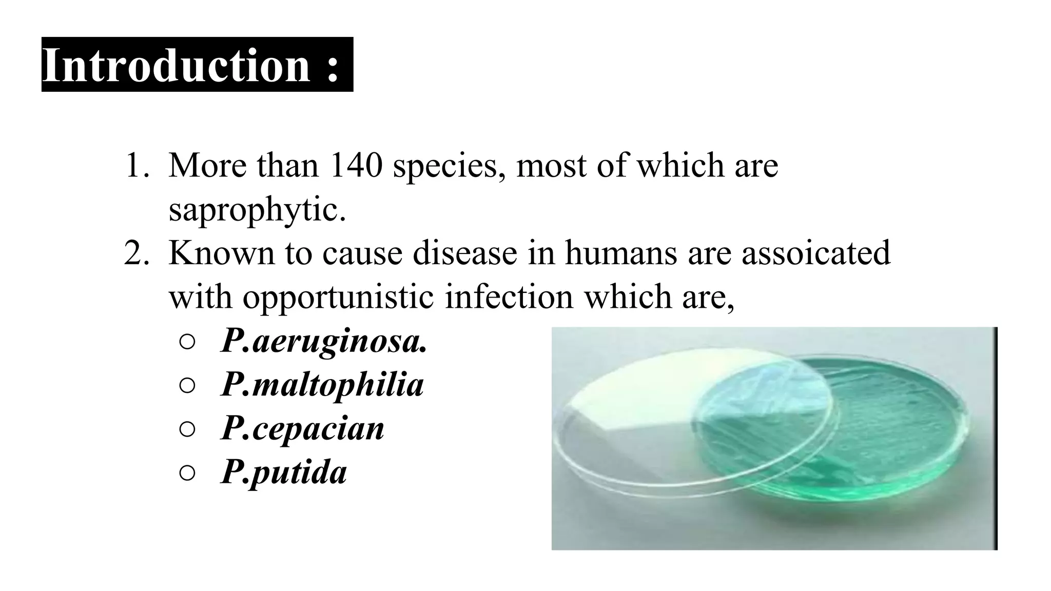 Pseudomonas aeruginosa-M | PPTX