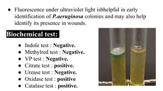 Pseudomonas aeruginosa-M | PPTX