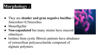 Pseudomonas aeruginosa-M | PPTX