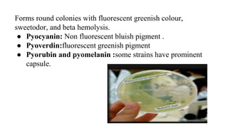 Pseudomonas aeruginosa-M | PPTX