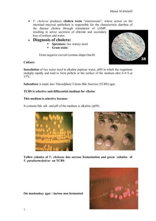 Pseudomonas aeruginosa Characteristics and Culture | PDF