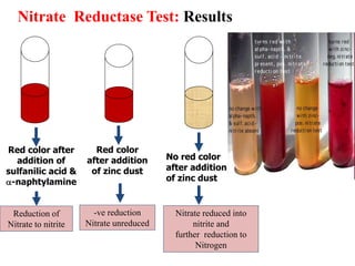 Nitrate Reduction Test E Coli