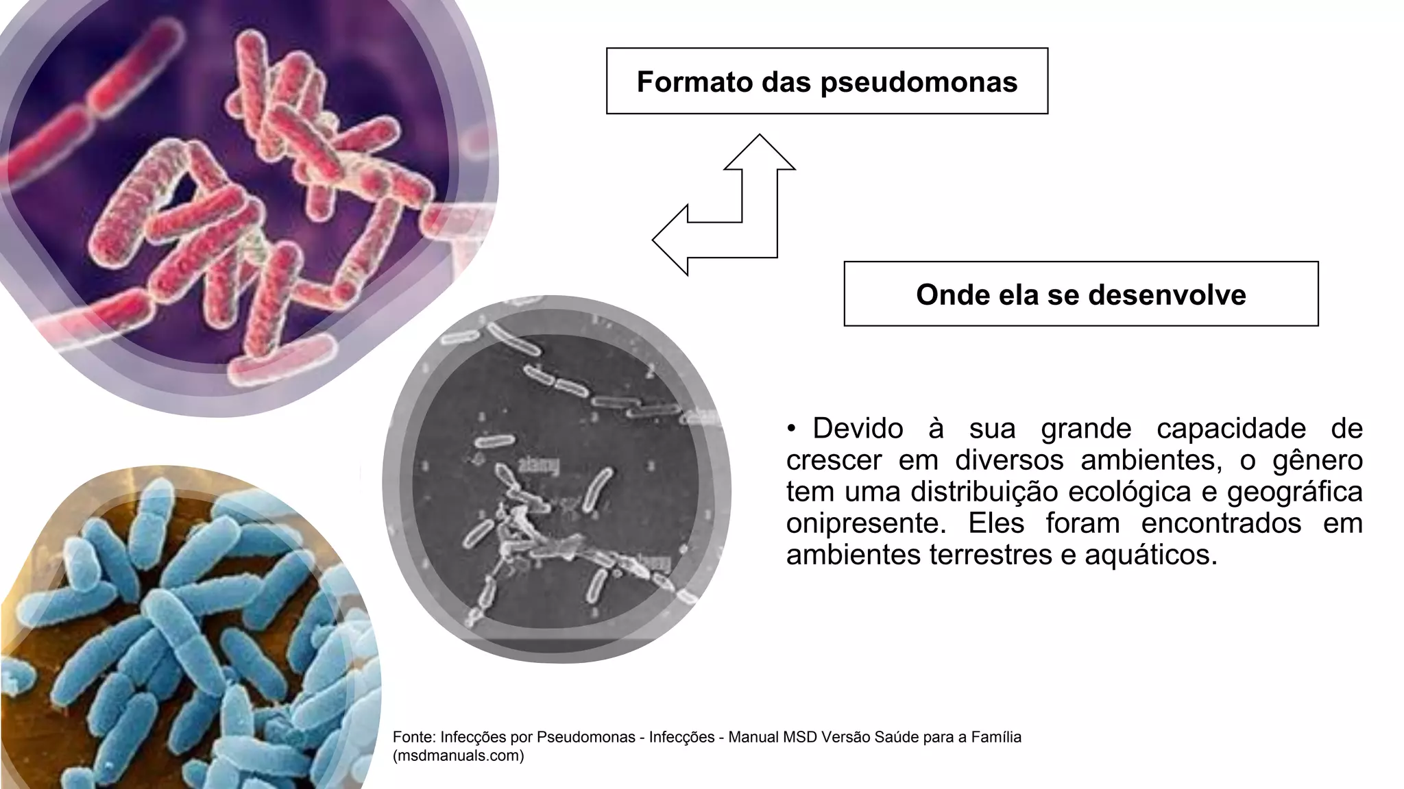 PSEUDOMONAS APRESENTAÇÃO finalizado.pdf