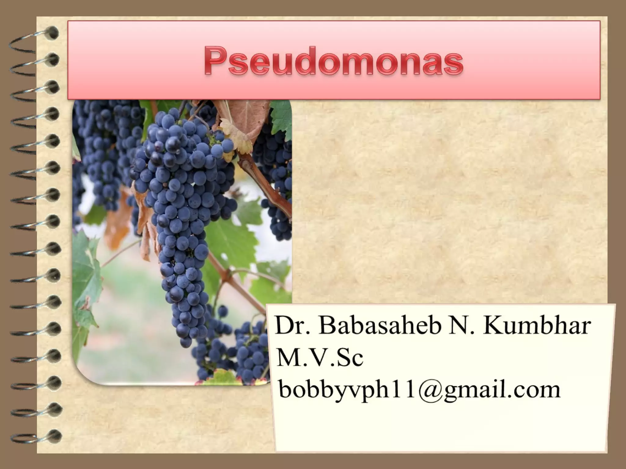 Pseudomonas fi | PPT