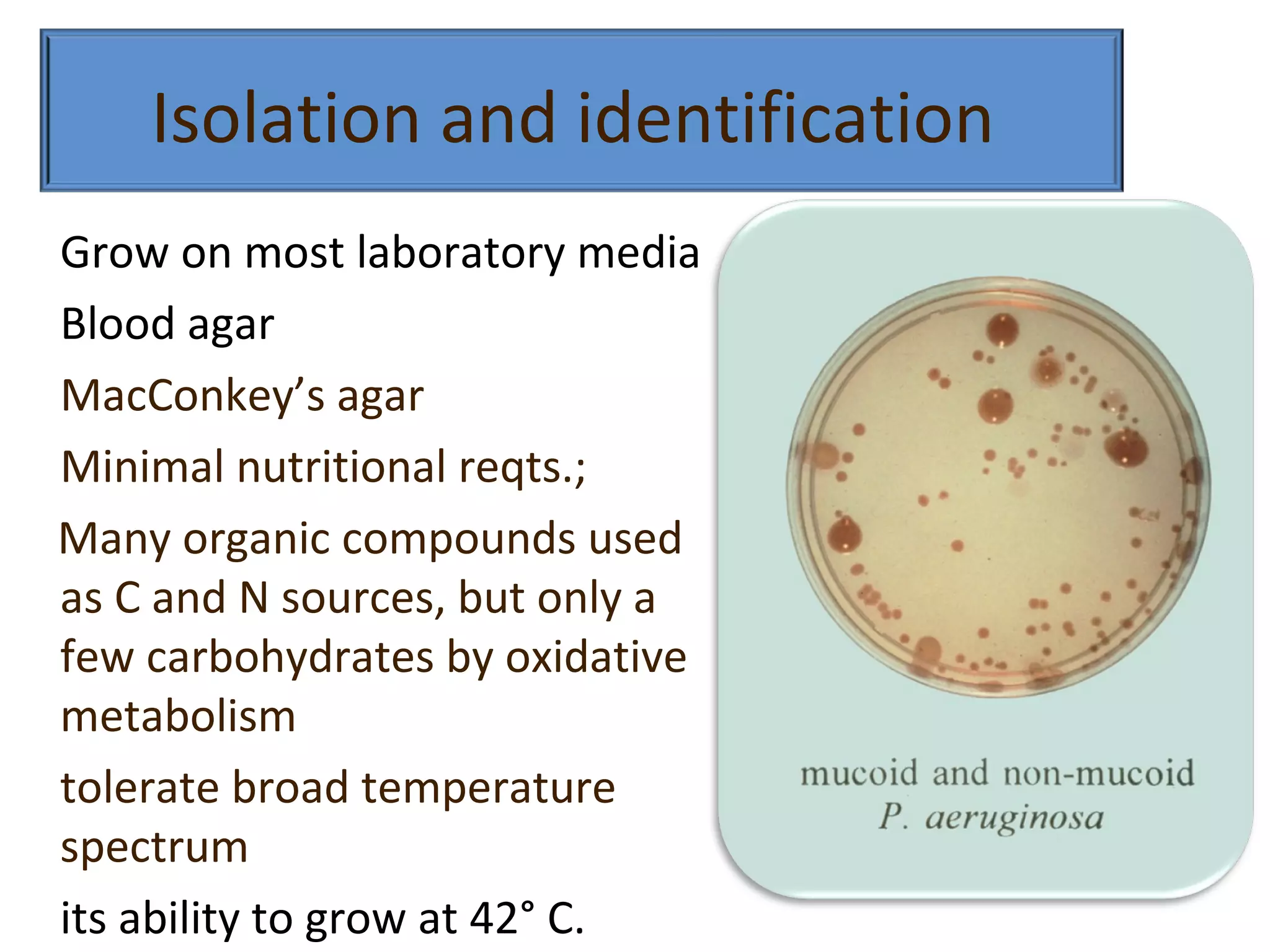 Pseudomonas fi | PPT