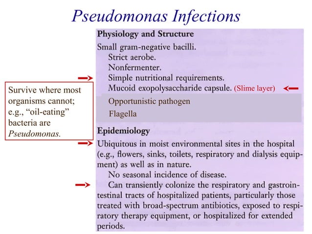 Pseudomonas fi | PPT