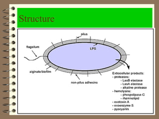 Pseudomonas fi | PPT