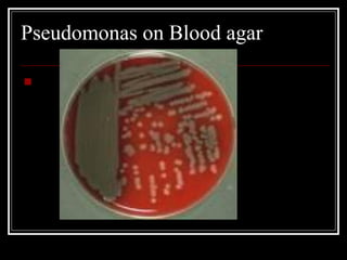 Pseudomonas mahadippt | PDF