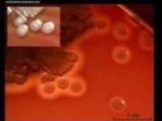 Pseudomonas mahadippt | PDF