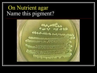 Pseudomonas mahadippt | PDF