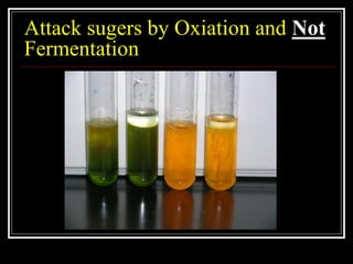 Pseudomonas mahadippt | PDF