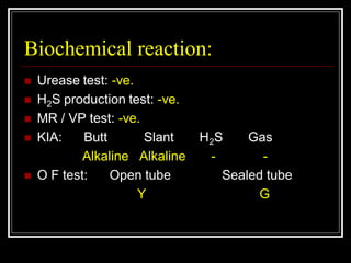 Pseudomonas mahadippt | PPT