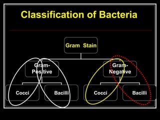 Pseudomonas mahadippt | PDF