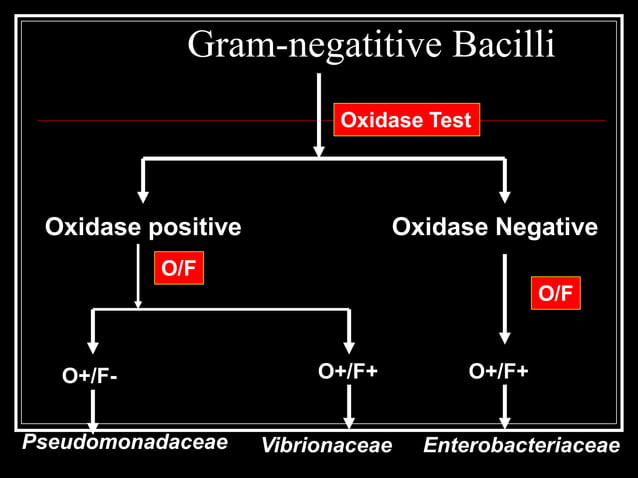 Pseudomonas mahadippt | PPT