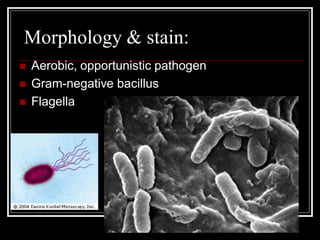 Pseudomonas mahadippt | PDF