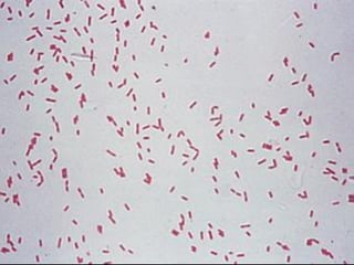 Pseudomonas mahadippt | PPT