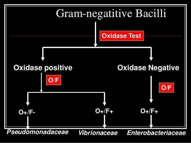 Pseudomonas mahadippt