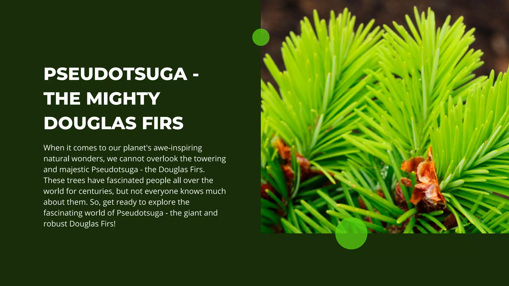 Pseudotsuga - Douglas Firs | PDF
