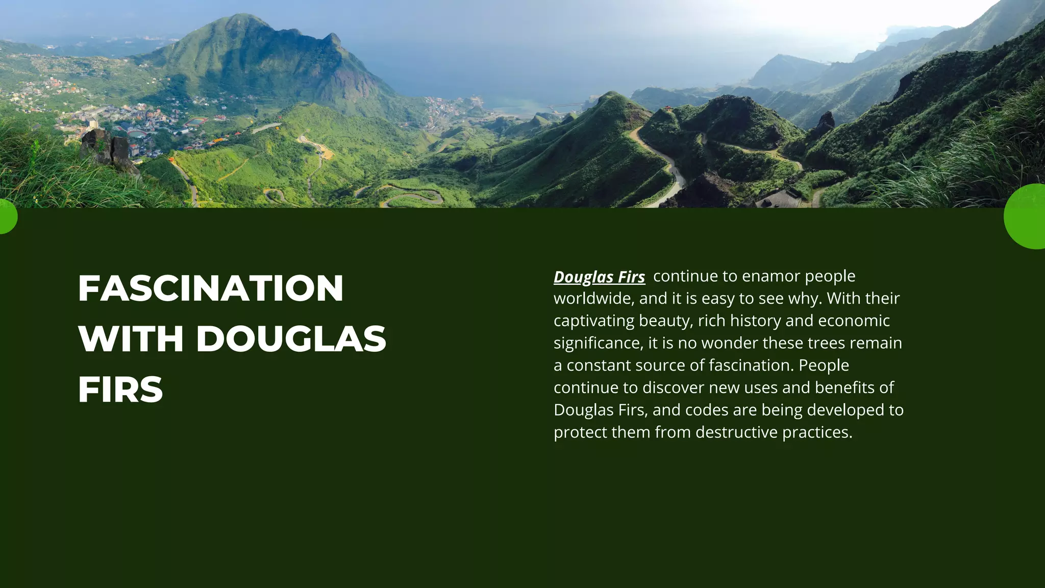 Pseudotsuga - Douglas Firs | PDF