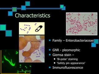 Pseudo+Yersinia+Plague | PPT