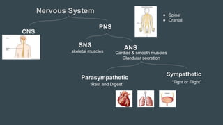 Nervous System | PPT