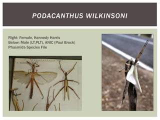 Phasmids as Pests of Agriculture and Forestry | PPTX