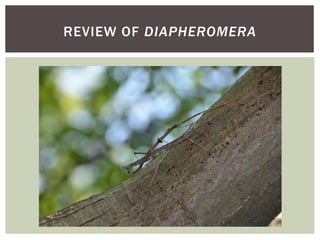 Phasmids as Pests of Agriculture and Forestry | PPT