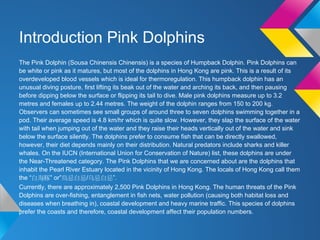 Pshe cas saving the pink dolphins | PPT