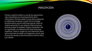 Psicofisiología de la sensopercepción | PPTX | Brain and Nervous System ...