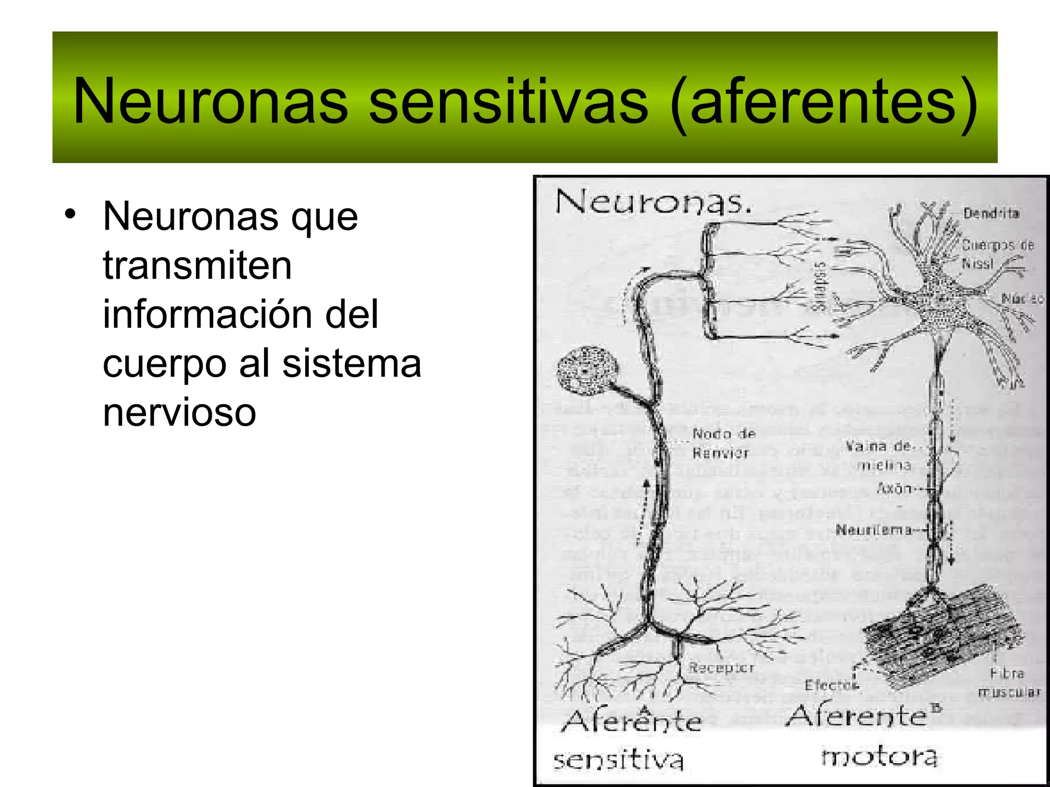 Psicología I Neuronas | PPT