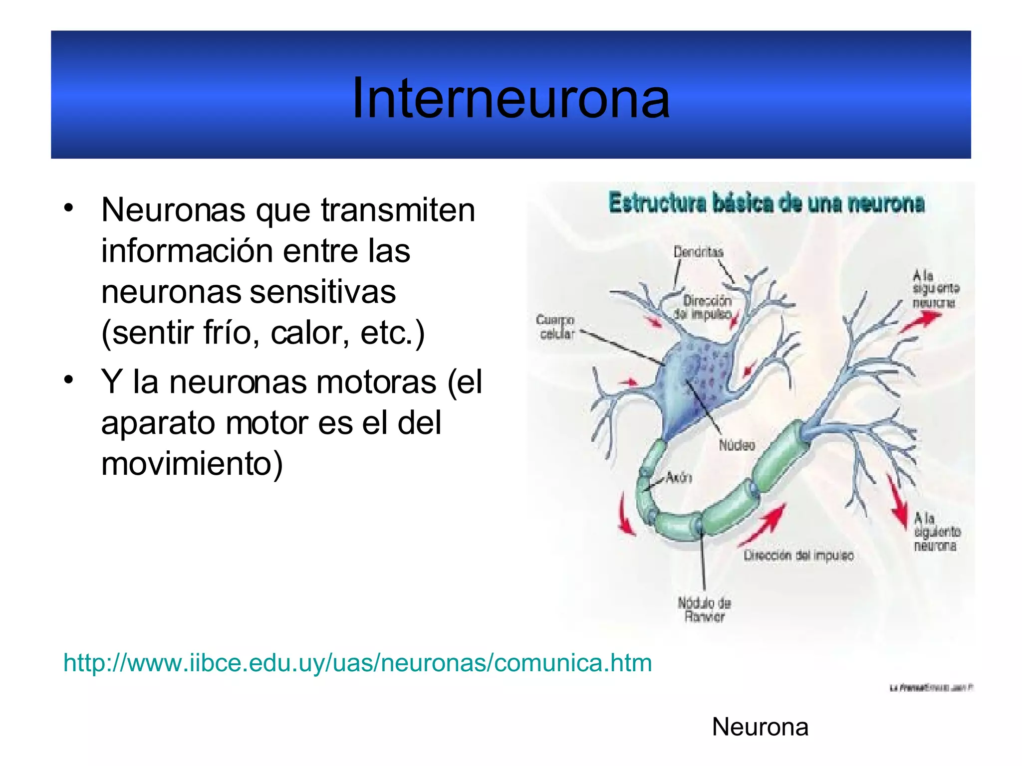 Psicología I Neuronas | PPT