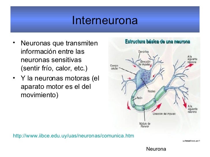Psicología I Neuronas
