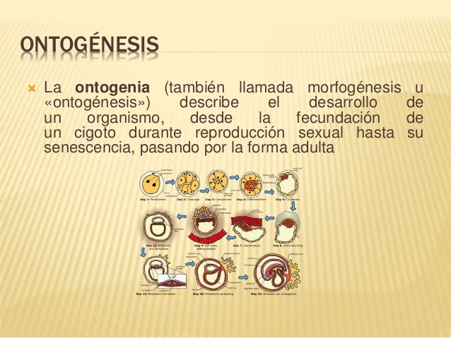 Psicología evolutiva i