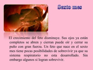 embarazo y desarrollo pre natal | PPTX