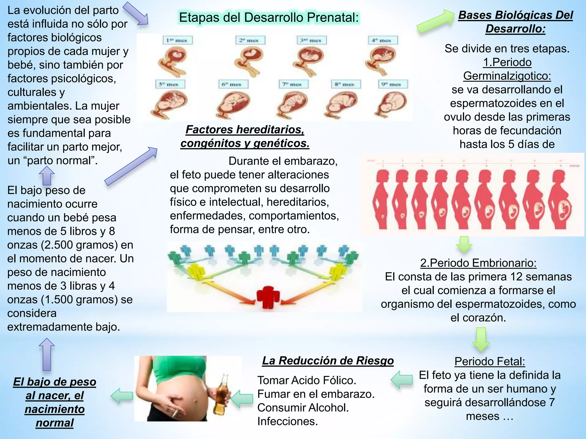 Etapas del Desarrollo Prenatal | PPTX | Pregnancy | Reproductive Health
