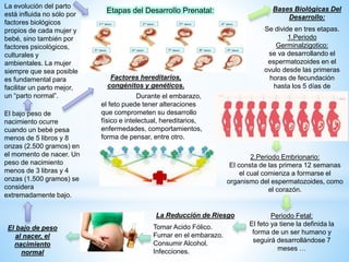 Etapas del Desarrollo Prenatal | PPTX