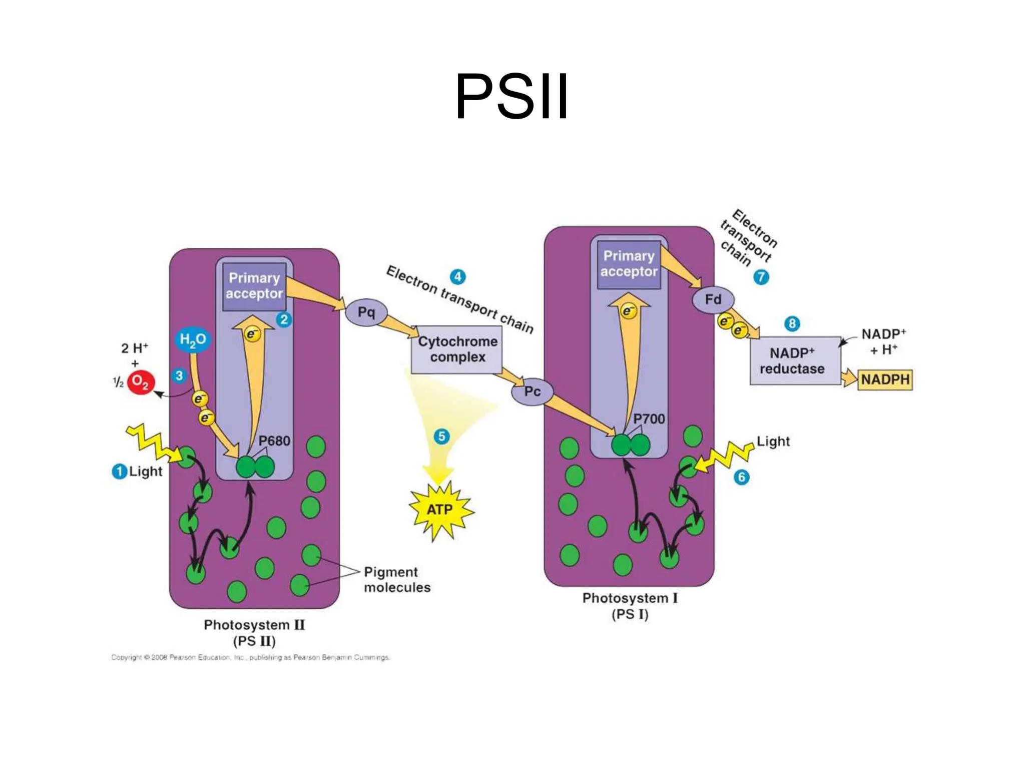 PSII and PSI.ppt