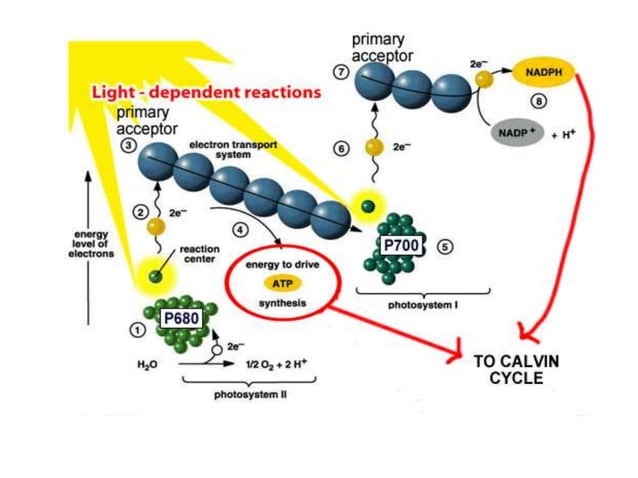 PSII and PSI.ppt | Chemistry | Science