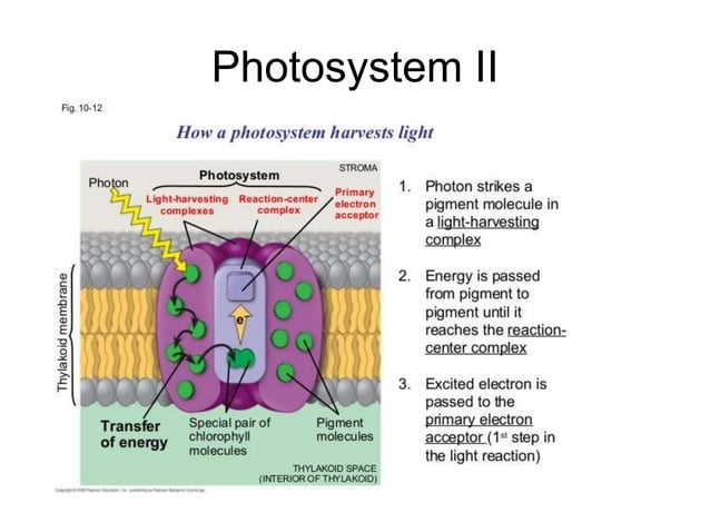PSII and PSI.ppt | Chemistry | Science