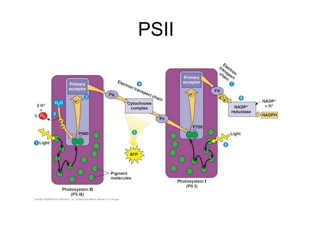 PSII and PSI.ppt | Chemistry | Science