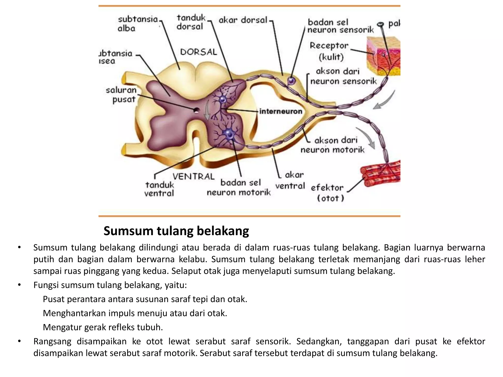 Sistem Saraf Pusat Ppt 