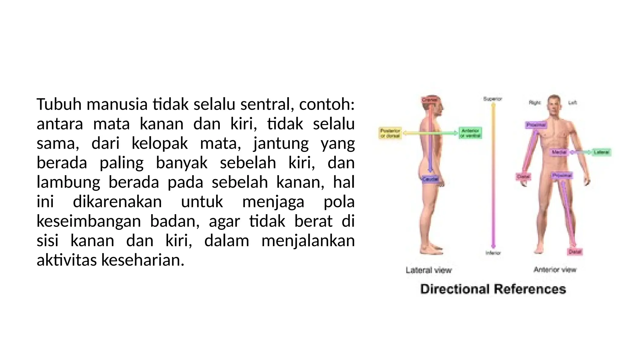 Psikologi faal bab 2 sistem syaraf, sel glia dan teknik arah neuroanatomis | PPT